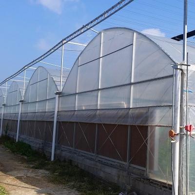 Cina Industriale commerciale agricolo della multi serra della portata della pellicola di polietilene in vendita