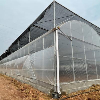 Cina Serra agricola del film plastico della multi portata su misura per la piantatura del pomodoro in vendita