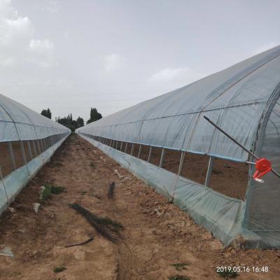 Cina Agricoltura che coltiva la serra crescente del film plastico del tunnel per la crescita del pepe in vendita
