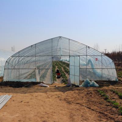Cina Agricoltura che coltiva la serra crescente del film plastico del tunnel per la crescita del pepe in vendita