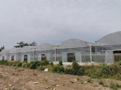 중국 상부 / 측면 환기와 멀티스팬 온실 냉각 시스템을 성장시키는 농업 발전소 판매용
