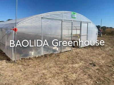 Chine Le plastique végétal de tunnel d'envergure simple élèvent agricole de Chambre galvanisé à vendre