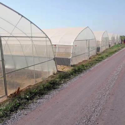 Κίνα Πλάτος 8m πλαστικό θερμοκήπιο σηράγγων 9m 10m για την ανάπτυξη λαχανικών προς πώληση