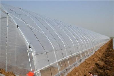Chine Le plastique végétal de tunnel d'envergure simple élèvent agricole de Chambre galvanisé à vendre