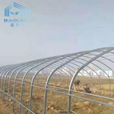 Chine Serre chaude en plastique de pellicule de polyéthylène de serres chaudes de tunnel d'envergure simple pour l'agriculture de légumes à vendre