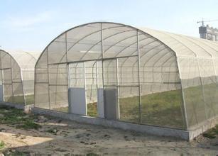 Chine Serre chaude en plastique de pellicule de polyéthylène de serres chaudes de tunnel d'envergure simple pour l'agriculture de légumes à vendre