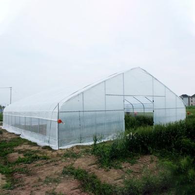 중국 단동 온실을 성장시키는 꽃 터널 플라스틱 온실 야채 판매용