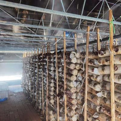 Κίνα Εσωτερικός χάλυβας τρία καυτής εμβύθισης θερμοκηπίων μανιταριών γαλβανισμένος πλαστική ταινία στρώματος PEP προς πώληση