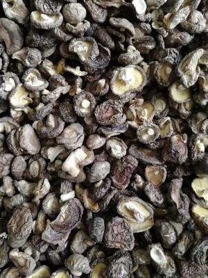 Κίνα 100% φυσικά αποξηραμένα μανιτάρια Shiitake χωρίς πρόσθετα προς πώληση