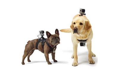 Cina Supporto regolabile della cinghia della cinghia pettorale del cablaggio di ampiezza del cane per l'eroe di GoPro in vendita