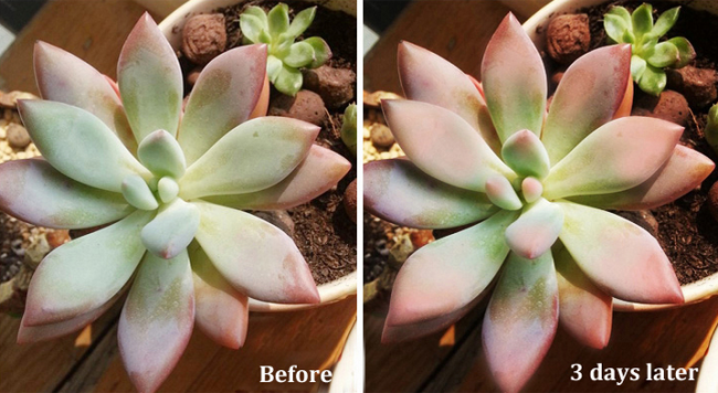 9:1-3:1 R B Ratio led strip plant grow lights for grow blooming