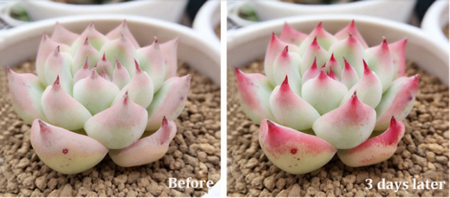 9:1-3:1 R B Ratio led strip plant grow lights for grow blooming