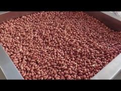 500kg/h 블랜치드 땅콩 생산 라인 98% 블랑치드 비율