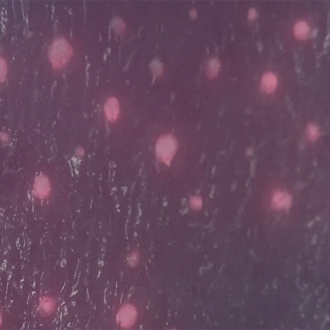 Analizzatore facciale tenuto in mano del cuoio capelluto di Wifi dell'analizzatore dell'umidità e dell'olio della pelle di Dermatoscope