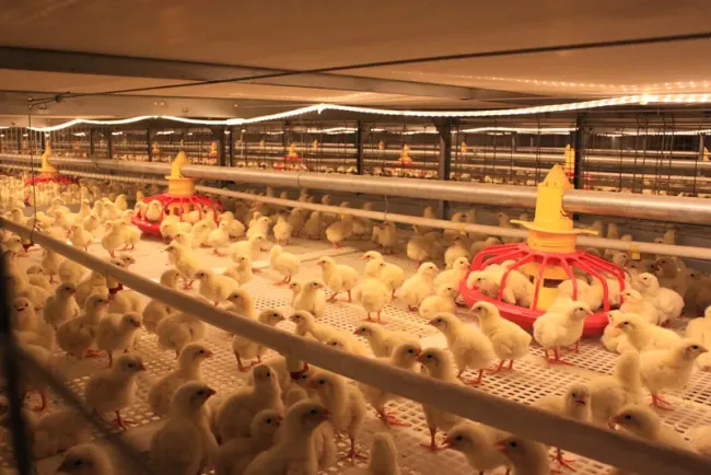 Hot Deep Galvanized Manufacture Metal Steel Broiler Layer Poultry House with Automatic Brooding Equipment