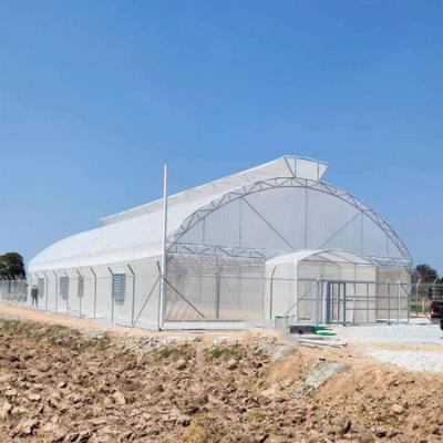 Cina Galleria termica a pellicola di plastica in vendita
