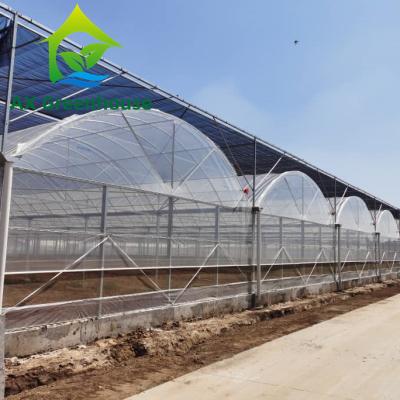Cina Serra di plastica galvanizzata calda del pomodoro del PE del film di lunghezza d'acciaio della serra 44m-52m in vendita