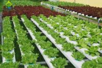 Ungiftiges Soilless Kultur-System-vertikale wachsende Bewässerungs-Wasserkulturausrüstung PVCs