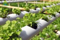 Soilless Cultuurnft Hydroponic Systeem voor Selderiepeterselie