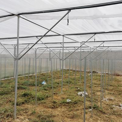 Agricultural Insect Net House Lightweight Regulating The Microclimate