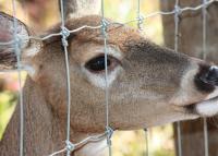 Quality Square Galvanized Q235 Deer Mesh Fencing Excellent Corrosion And Rust Resistance. for sale