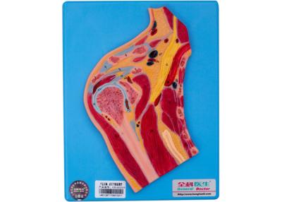 Cina Modelli medici di formazione di anatomia del PVC per la sezione dell'articolazione scapolo-omerale in vendita