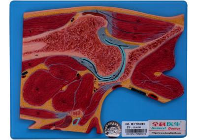 Cina Addestramento umano di For College University del modello di anatomia della sezione dell'articolazione dell'anca in vendita
