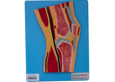 Cina Addestramento umano di For School Education del modello di anatomia della sezione del giunto di ginocchio in vendita