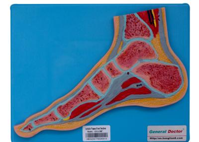 Cina Addestramento umano della scuola di With Stand For del modello di anatomia della sezione del piede in vendita
