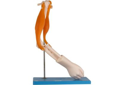 Cina Modello anatomico For School Training dell'articolazione del gomito dei muscoli funzionali in vendita