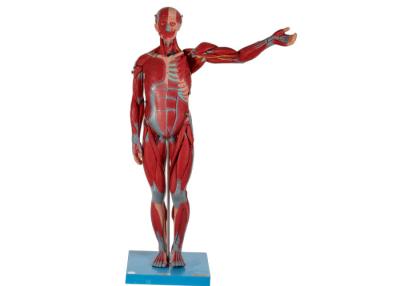 Cina PVC anatomico maschio pesante ed alto del modello del muscolo con gli organi interni in vendita