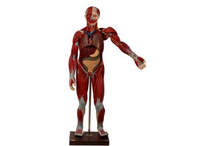 Cina Istruzione che prepara la parte posteriore aperta di With Internal Organs del torso del modello umano di anatomia in vendita