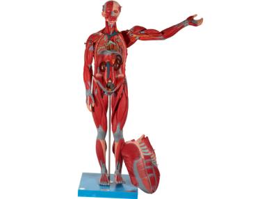 Cina PVC umano maschio del modello di anatomia del muscolo dell'organo interno per addestramento della facoltà di medicina in vendita