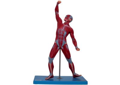 Cina Modello maschio di formazione With Stand di anatomia dei muscoli della facoltà di medicina in vendita