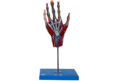 Cina Nervi delle navi di With Muscle Main del modello di anatomia della mano di insegnamento della scuola in vendita