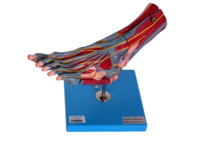 Cina Modello umano With Vessels Nerves di anatomia dei muscoli del piede in vendita
