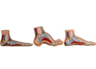 Cina Modello anatomico normale/piano/incurvato For Medical Training del piede in vendita
