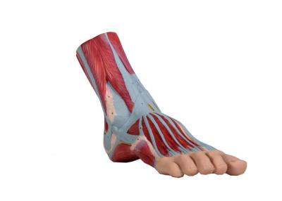 Cina Il muscolo umano del PVC del modello dell'anatomia del piede ha dipinto il colore per addestramento in vendita