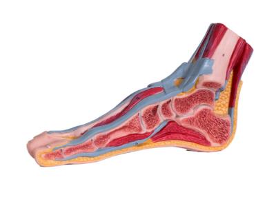 Cina Modello sagittale mediano With Muscle Vessels di anatomia del piede del PVC della sezione in vendita