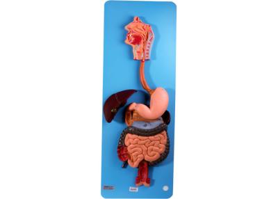 Cina Modello di apparato digerente di anatomia del PVC Baseboard With Oragns in vendita