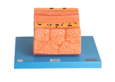 Cina Modello umano With Layers Structure di anatomia dello stomaco del PVC di addestramento degli ospedali in vendita