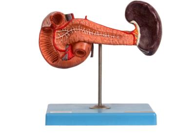 Cina Modello anatomico For Hospitals Teaching del duodeno della milza del pancreas del PVC in vendita