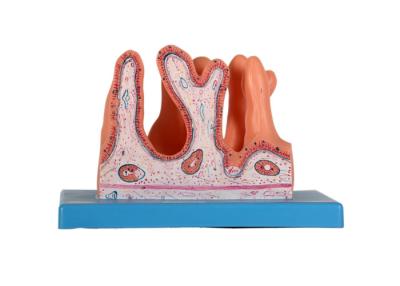 Cina Modello di superficie interno anatomico For Schools Teaching del digiuno in vendita