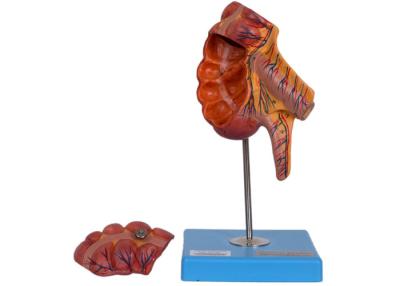 Cina Posizioni umane del modello 17 di anatomia dell'intestino cieco dell'appendice del PVC per istruzione medica in vendita