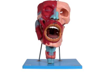 Cina Laringe capa anatomica umana Cacities della faringe di With Nasal Oral del modello in vendita