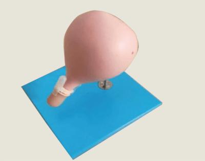 China Opleiding van besnijdenis de Cervicale Modelgynecologic simulator for Cerclage Te koop