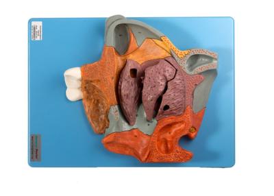 Cina Modello umano sagittale mediano Nasal Cavity Section di anatomia per addestramento ingrandetto in vendita
