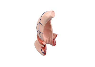 Cina Dimensione naturale che dipinge il canale anale di For Rectum And del modello anatomico umano in vendita