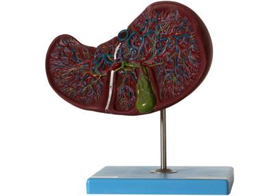 Cina Fegato e Gall Bladder Model 28 posizioni per l'apprendimento delle scuole in vendita