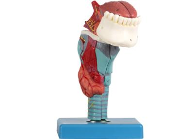 Cina Il modello umano dell'anatomia della laringe 5 parti mostra la struttura anatomica in vendita